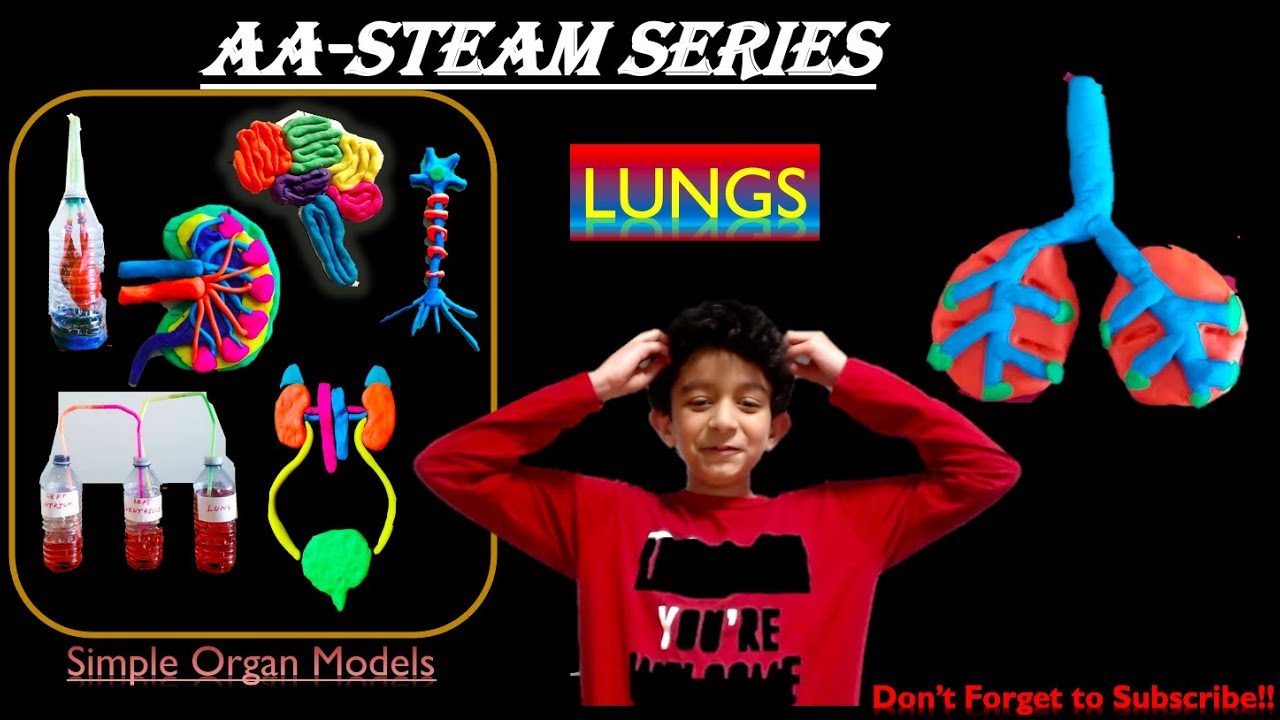 Lung Model | Easy Lungs Model | How to Make a Play-dough Lungs | Lungs ...