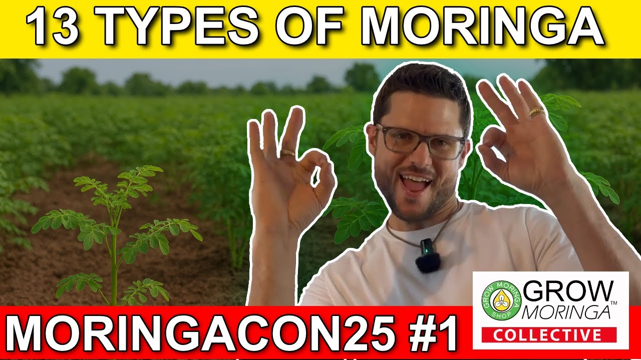 5,000 Year Old Superfood | The Untold History of the Moringa Tree ...