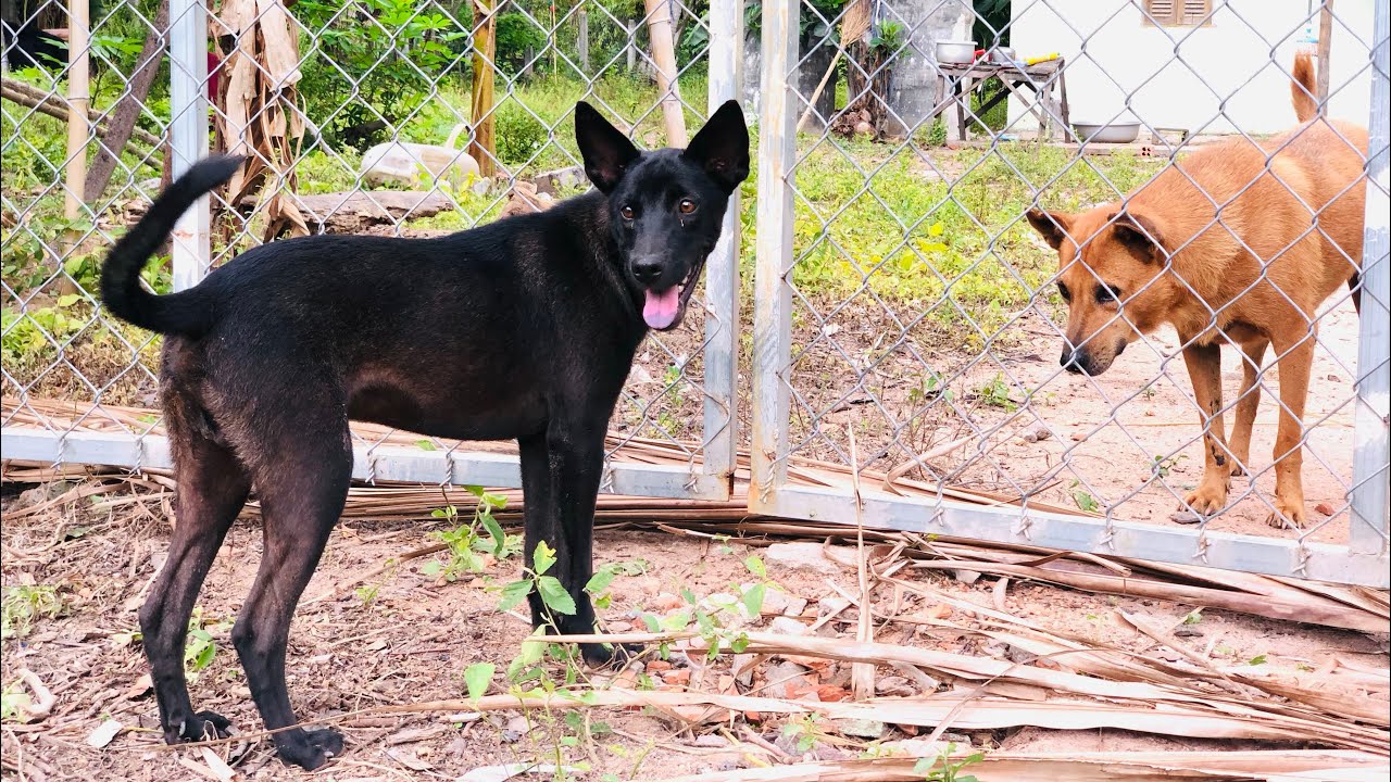 The KyKy puppy and Kom dog try to open door of gateway and cutie help ...