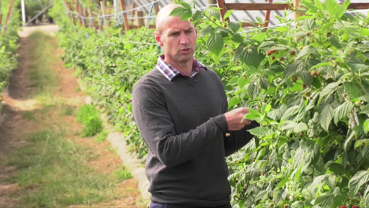 Greg Jarman- National Rubus & Growth Plan Manager - YouTube