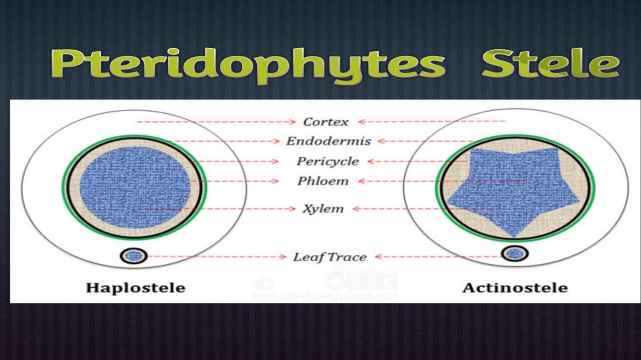 pteridophytes Stele and its types - YouTube