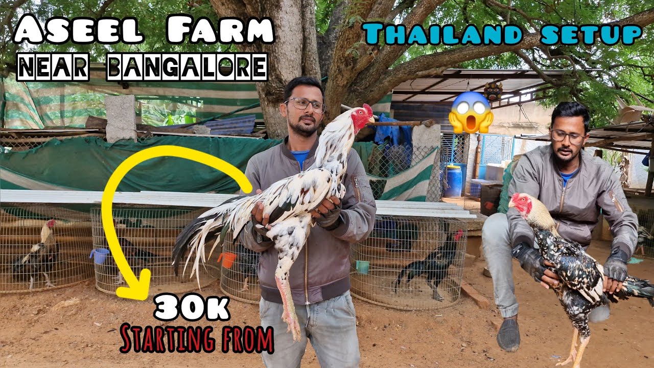 Aseel Farm Near Chintamani Bangalore 97384 82869 Full Detail Video # ...