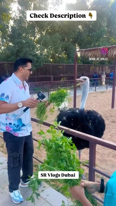 ഒട്ടകപക്ഷി ഇപ്പോ കൊത്തിയെനെ #funny #trending #familyUm Al quwain zoo - 25 AED entry fee - YouTube