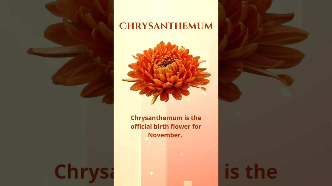 November Birth Flowers Meaning