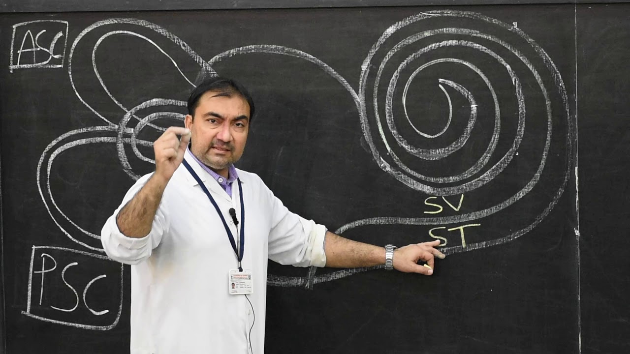 Gross Anatomy of internal ear part 2 - YouTube