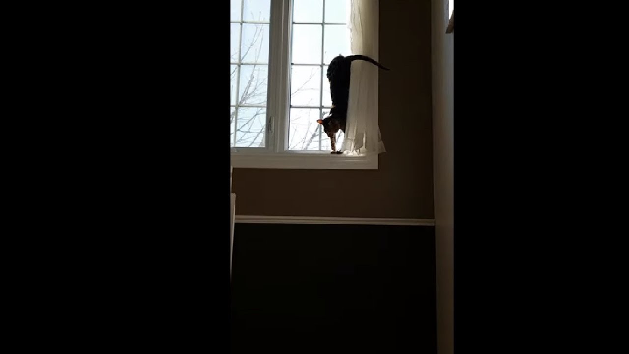 Flexible Cat Doing A Handstand On The Window - YouTube