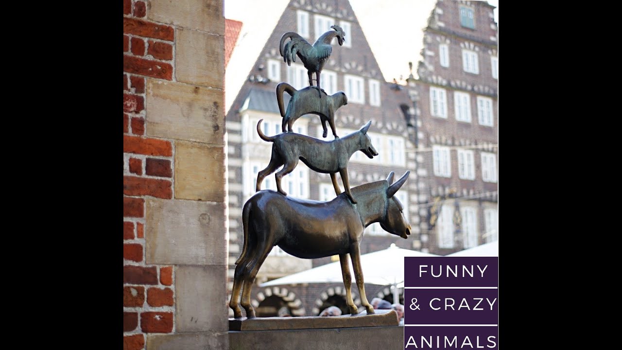 Funny Animals Like the Bremen Town Musicians - Compilation #20 - Funny ...