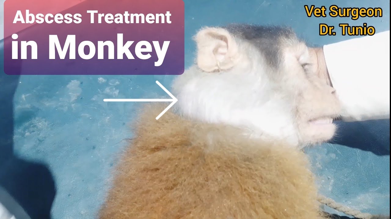 Abscess Treatment in Monkey | Wildlife #dvm #drtunio #veterinary # ...