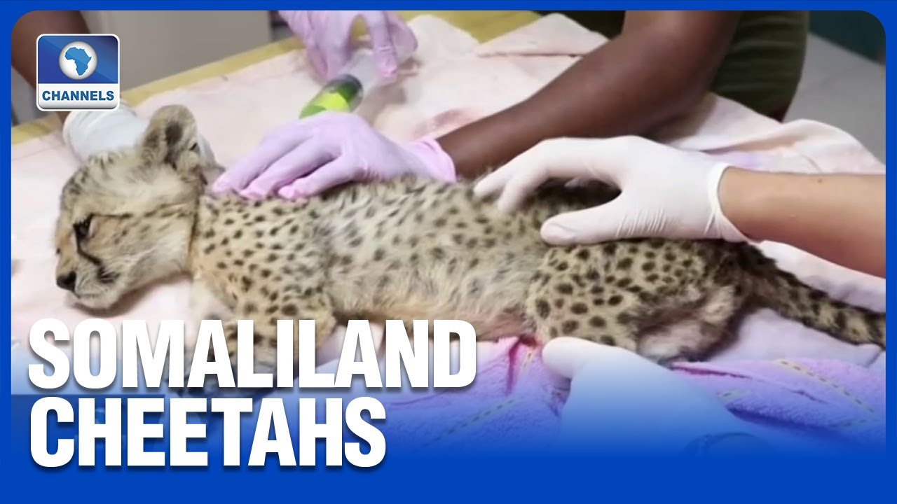 Somali Authorities Moves To Stamp-out Cheetahs Trafficking - YouTube