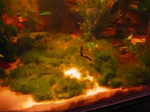 Our Turtle Habitat - YouTube
