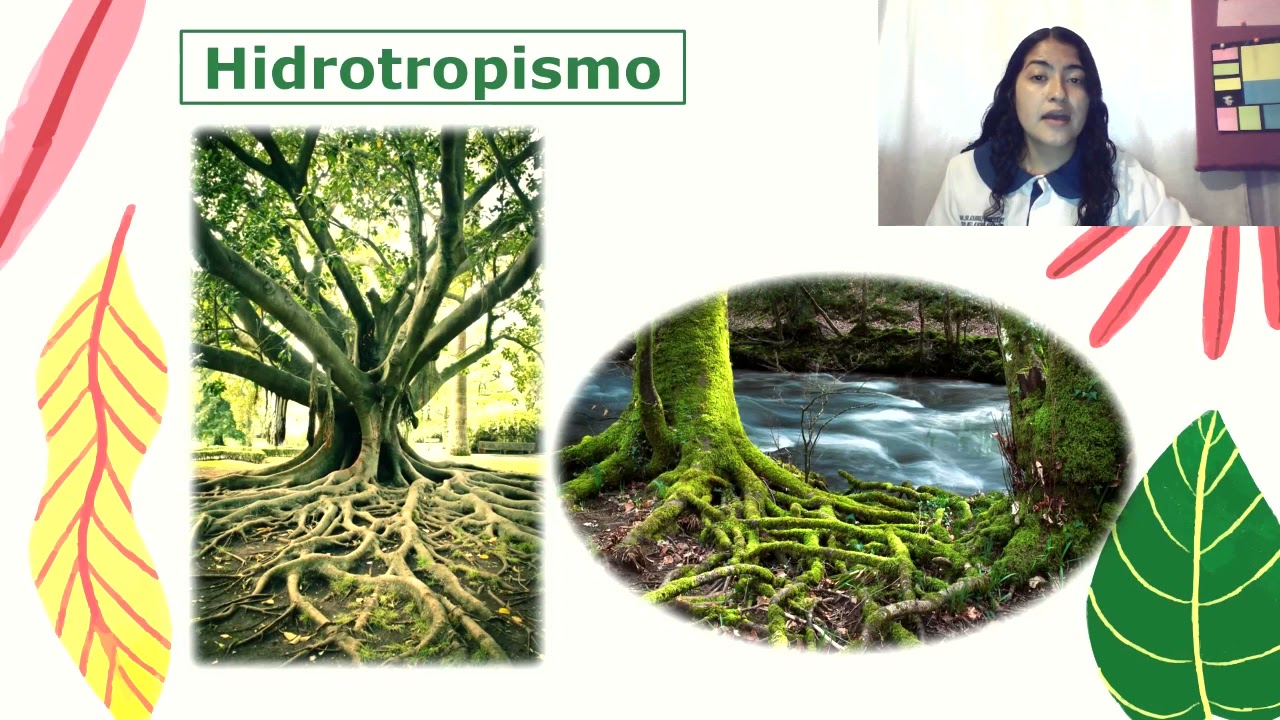 Fisiología vegetal: Los movimientos de las plantas, tropismos y nastias ...