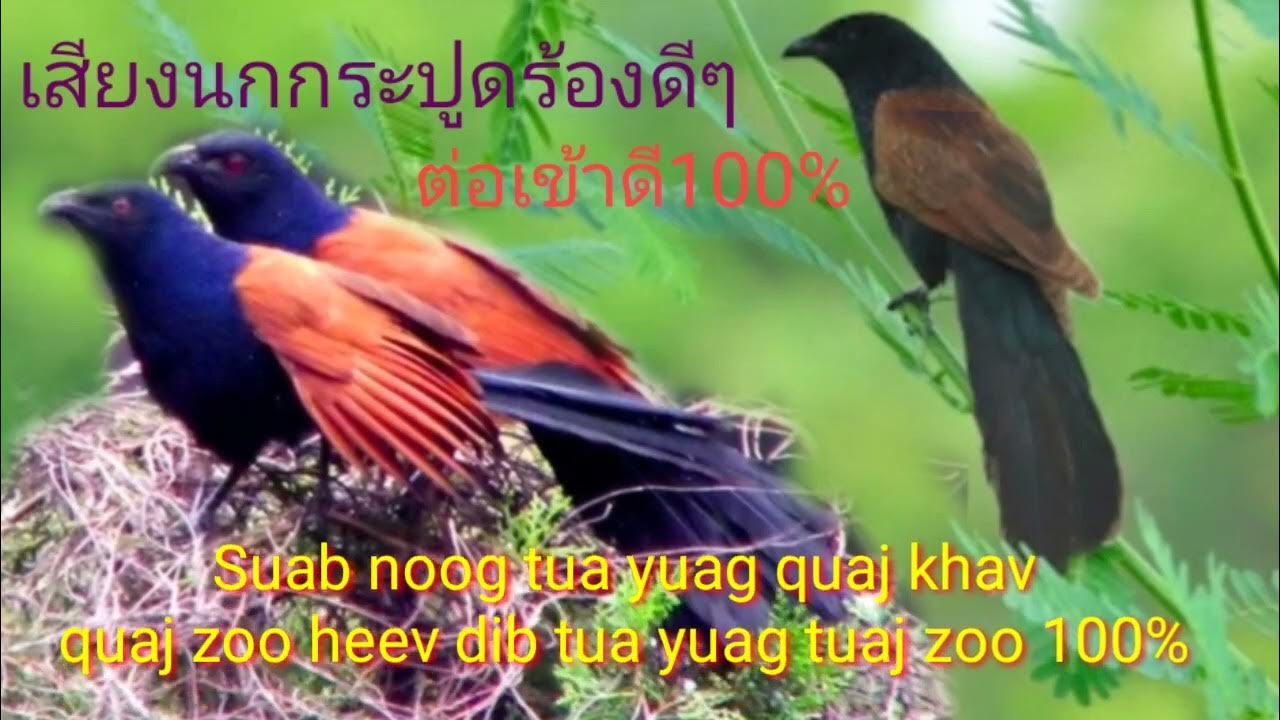 Suab tua yuag quaj dib tuaj zoo heev 100% - YouTube
