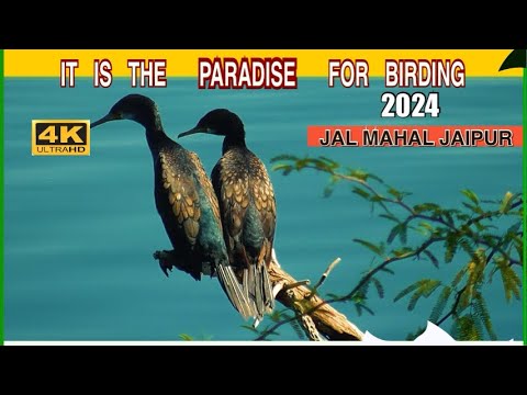 🦅 WILDLIFE DOCUMENTARY | Birds MIGRATION 🦆 in JAL-MAHAL JAIPur & Birds ...