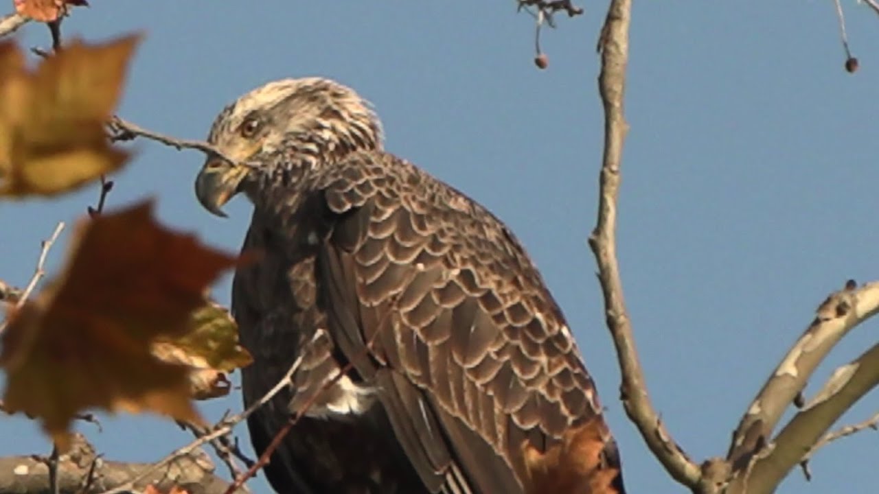 Sub-Adult Bald Eagle at Conowingo Dam - YouTube