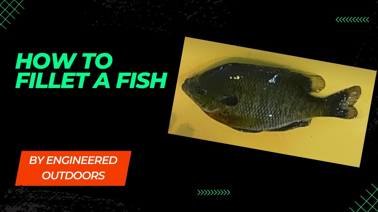 How to fillet a fish! - YouTube
