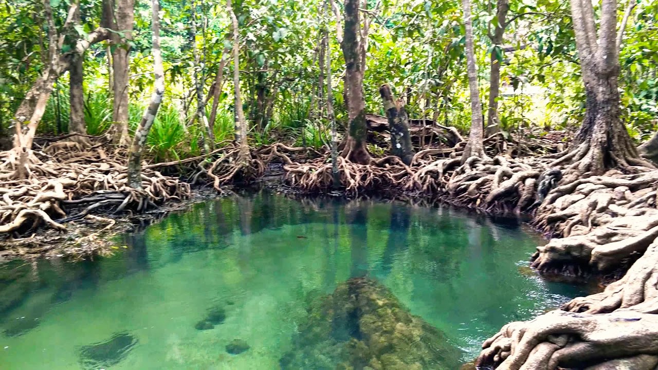 Tha Pom Klong Song Nam, Krabi, Thailand I Stunning clear emerald-green ...