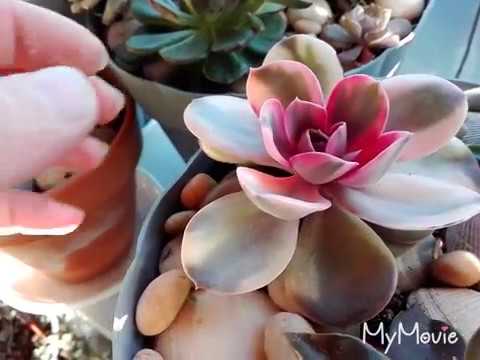 #Suculentas mais lindas...flores...novas meninas...💐💖🍀💖🍀💐 - YouTube