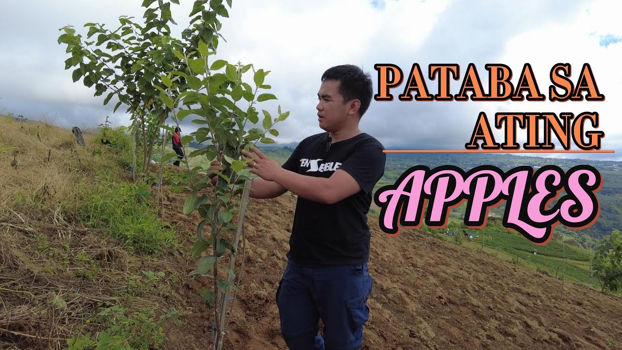 Pataba para sa ating mga Apples and other fruit trees. - YouTube
