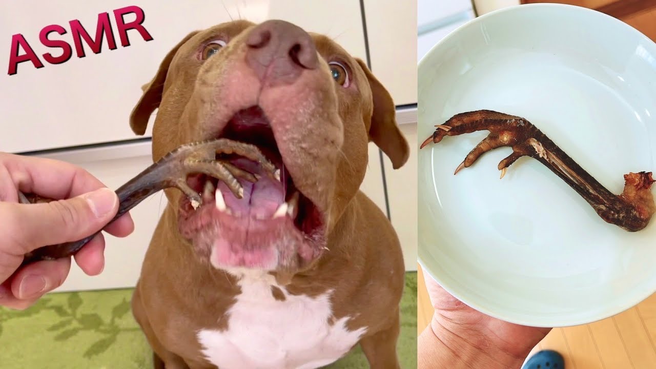 ASMR MUKBANG Pitbull Eating Chicken feet Jerky - YouTube