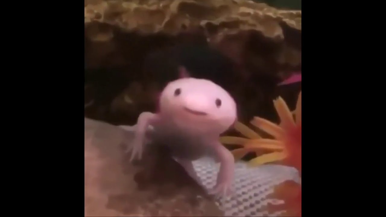 Axolotl sings Hill Top Zone from Sonic 2 - YouTube