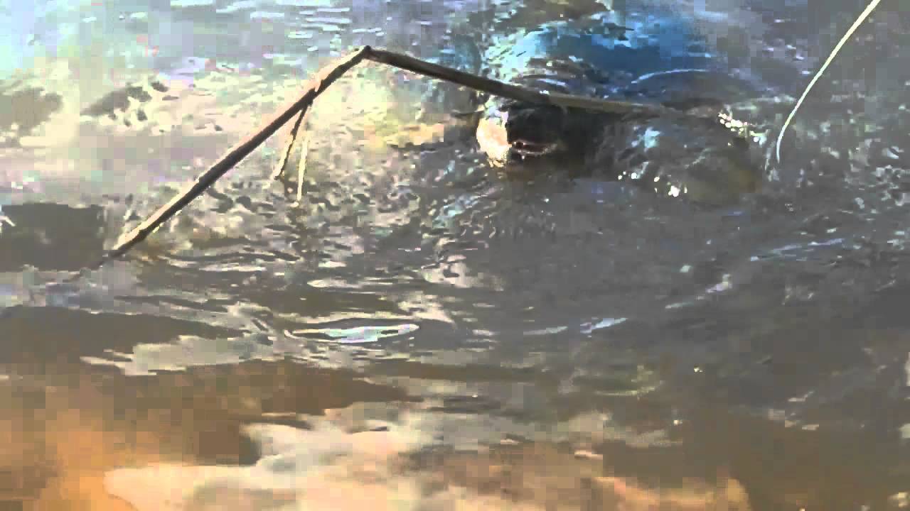 HUGE Snapping Turtle CAUGHT BITES HOOK IN HALF! - YouTube