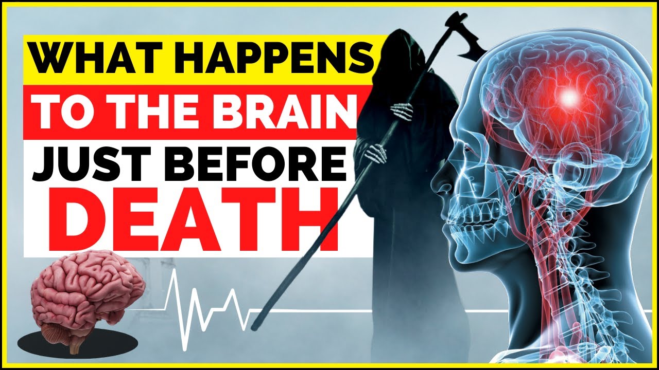 What happens to your brain when you die? Does your brain know when you ...