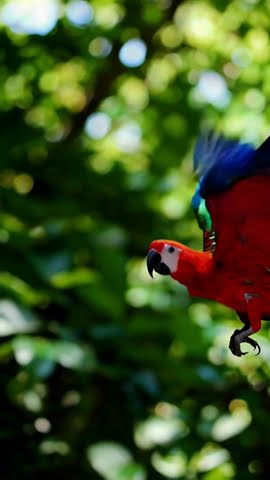 Parrot with a Beat - YouTube