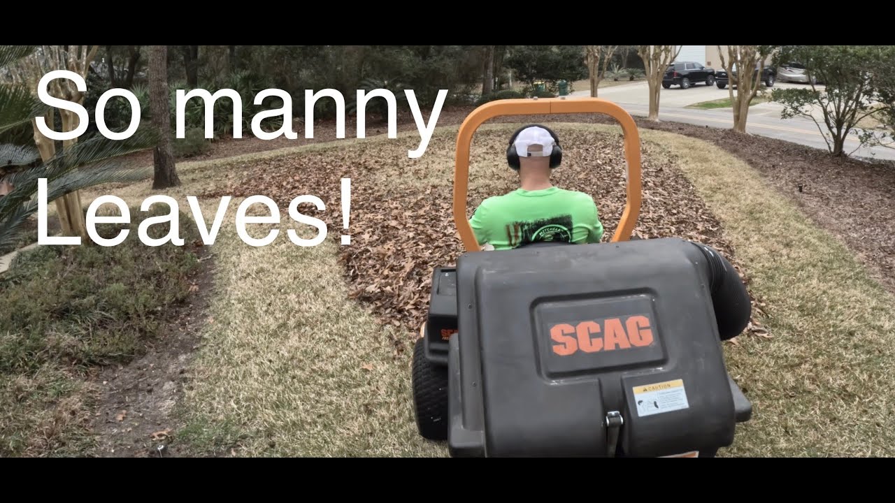 AMAZING leaf removal always LEAVES me satisfied! - YouTube