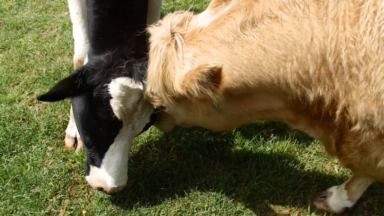The cows showing some affection - YouTube