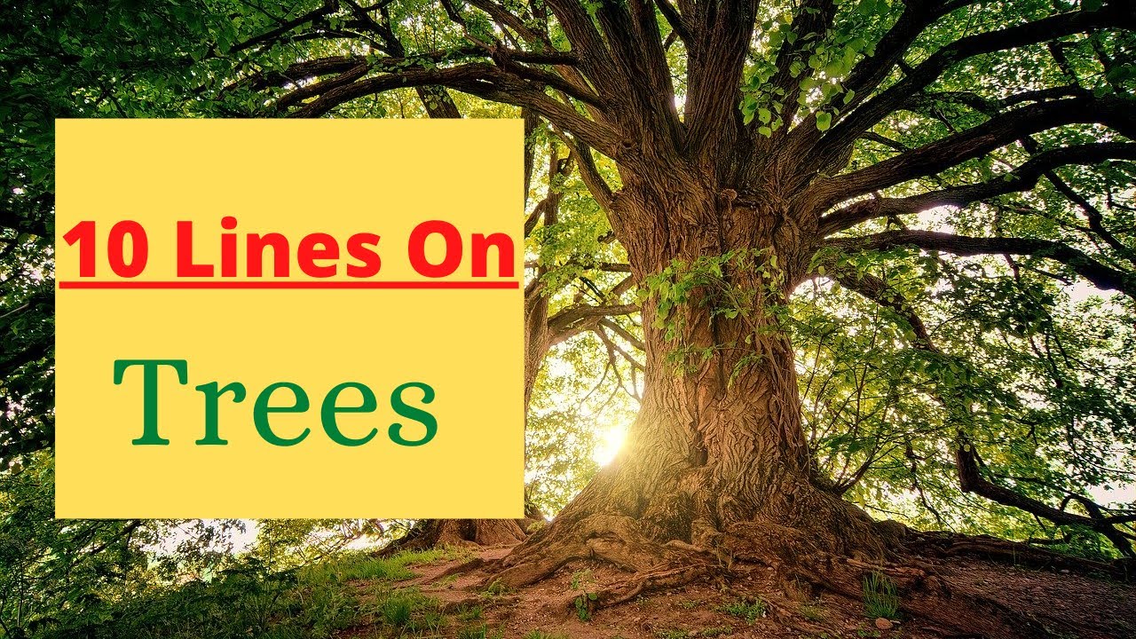 Trees - 10 Lines Essay in English/Essay on Save Tree - YouTube