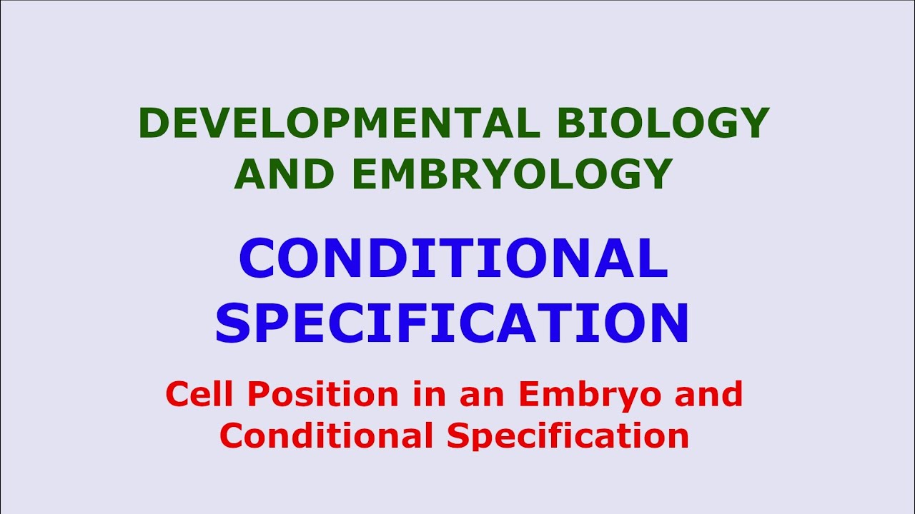 Conditional Specification of Cell of Embryo in Sea Urchins ...