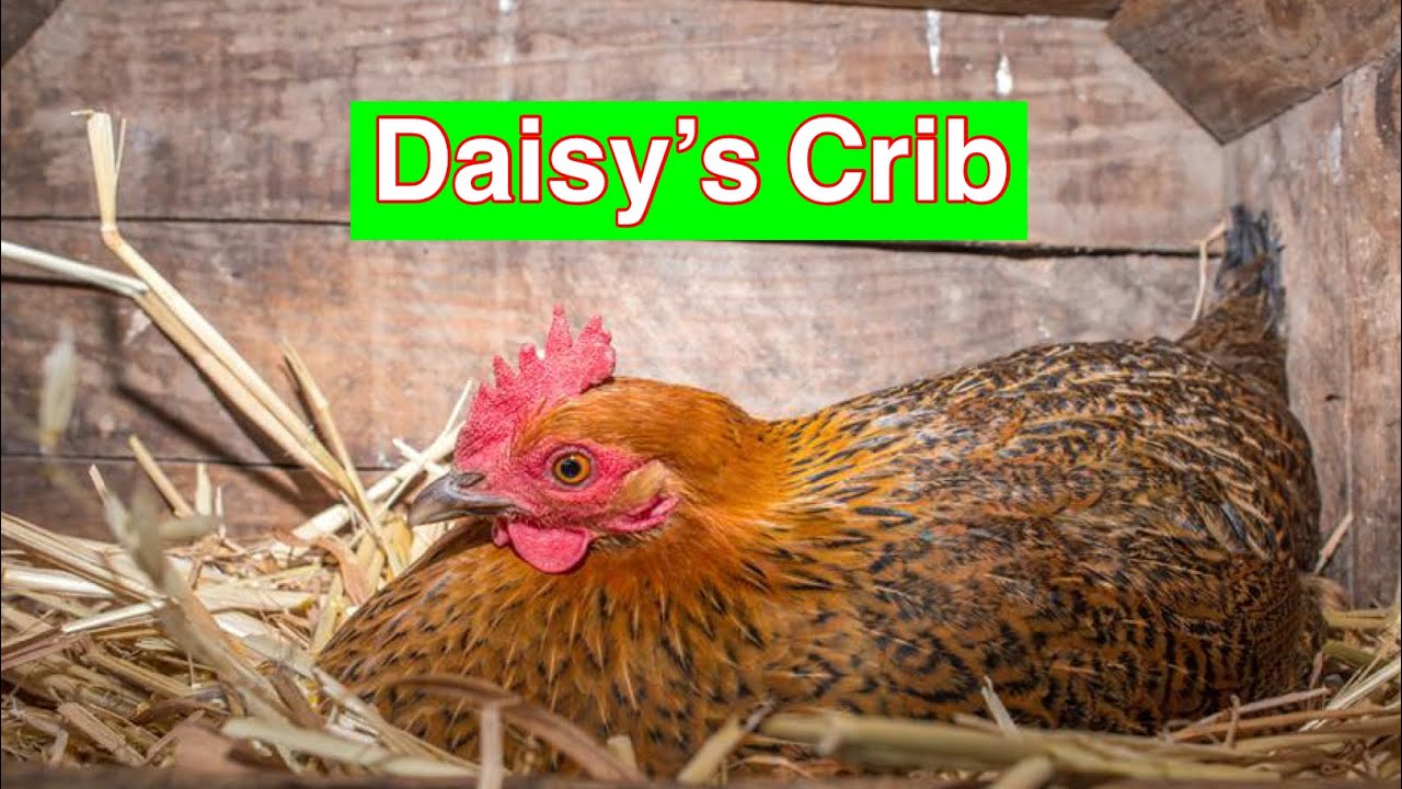 Daisy The Chicken || My chicken lay’s Eggs || Egg Lover and Chicken ...