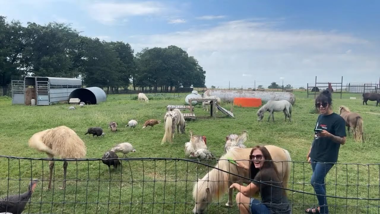 Random Okie Farms Live: Hang Out with Animals - YouTube
