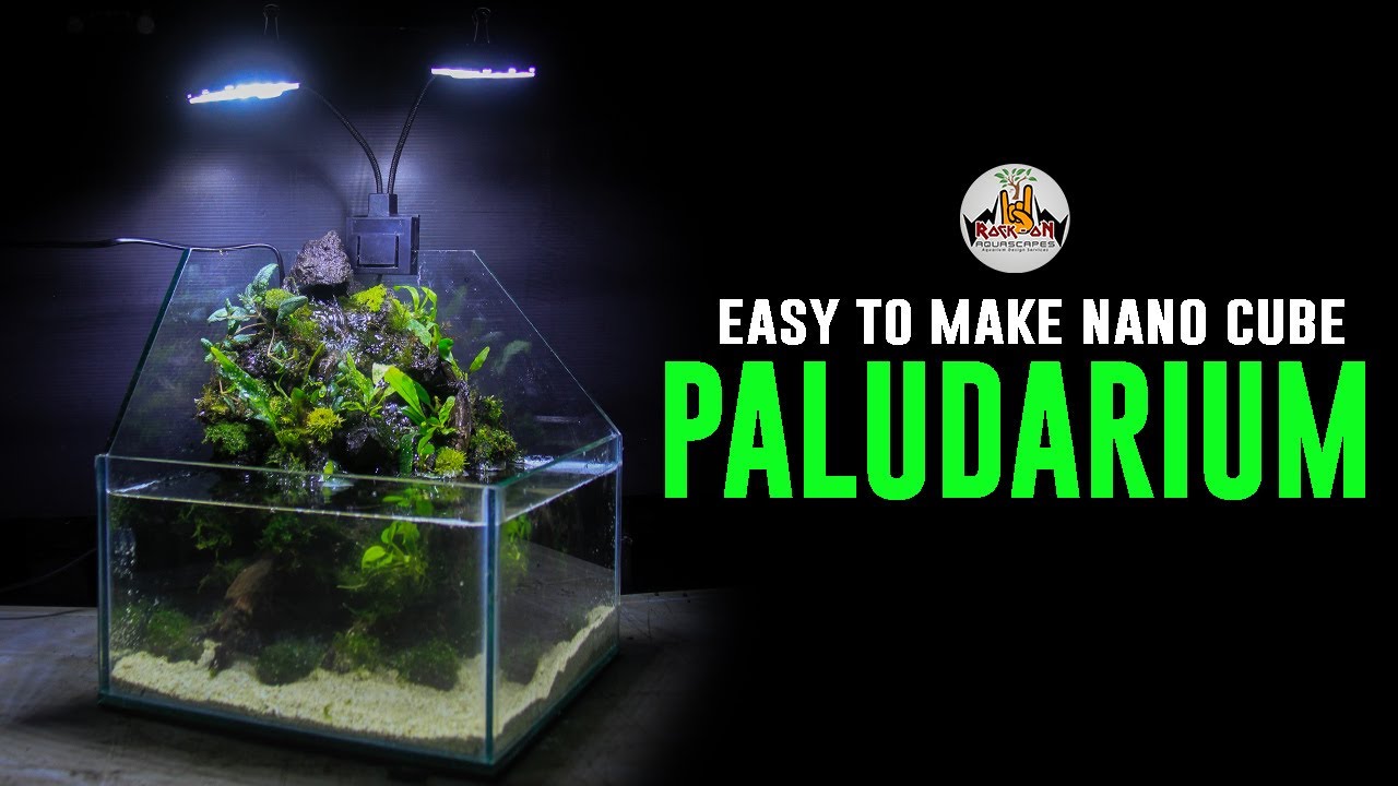 How to make a simple PALUDARIUM Betta Tank - YouTube