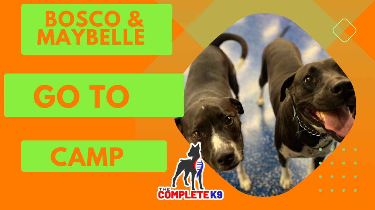 The Complete K9 - Pitbull / Labrador Mix Rescue Siblings Go To Camp ...