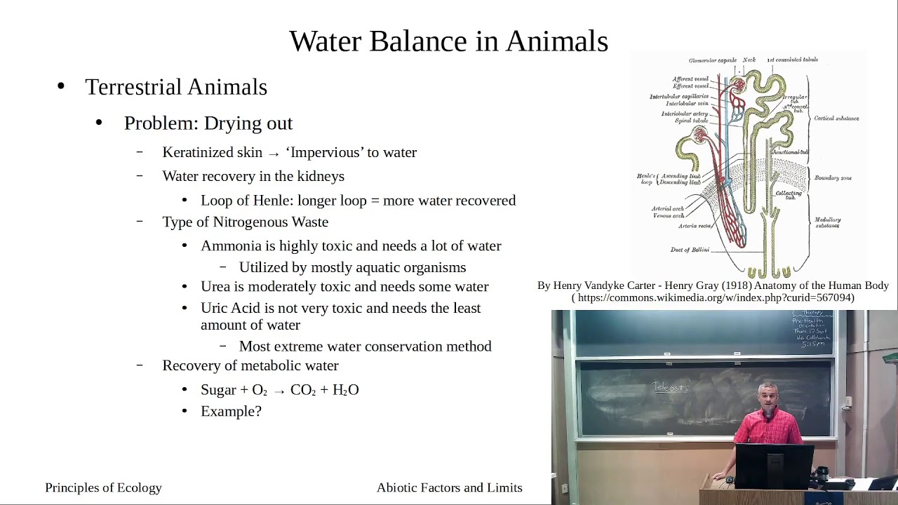 Water Stress in Animals - YouTube