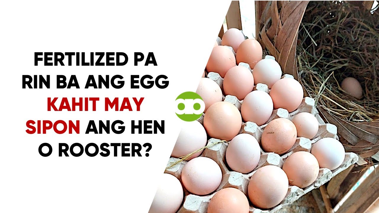 Fertilized Pa Rin Ba Ang Egg Kahit May Sipon Ang Hen o Rooster? - YouTube