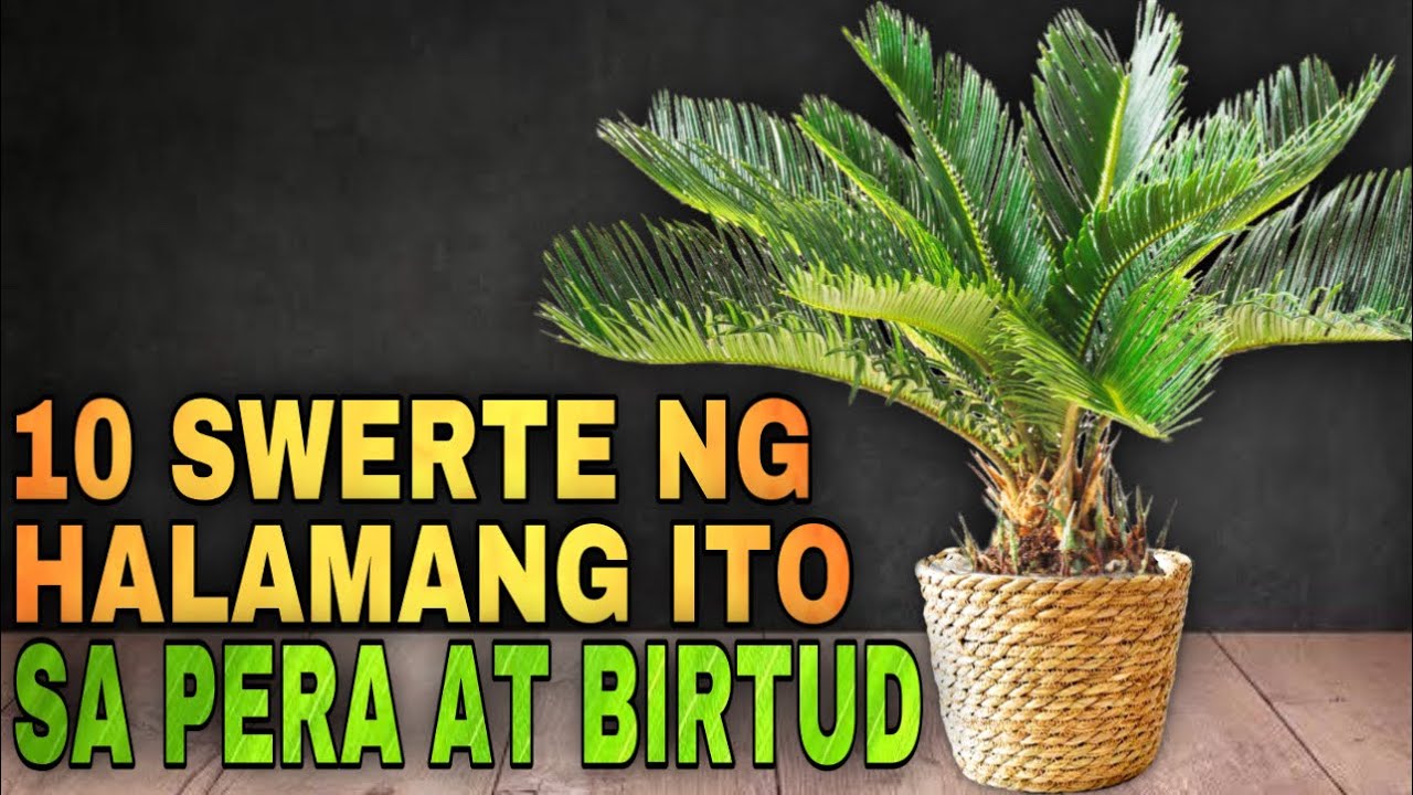 10 LUCKY EFFECTS OF PITOGO PLANT FOR HOLY WEEK 2024 | LUCKY PLANTS 2024 ...