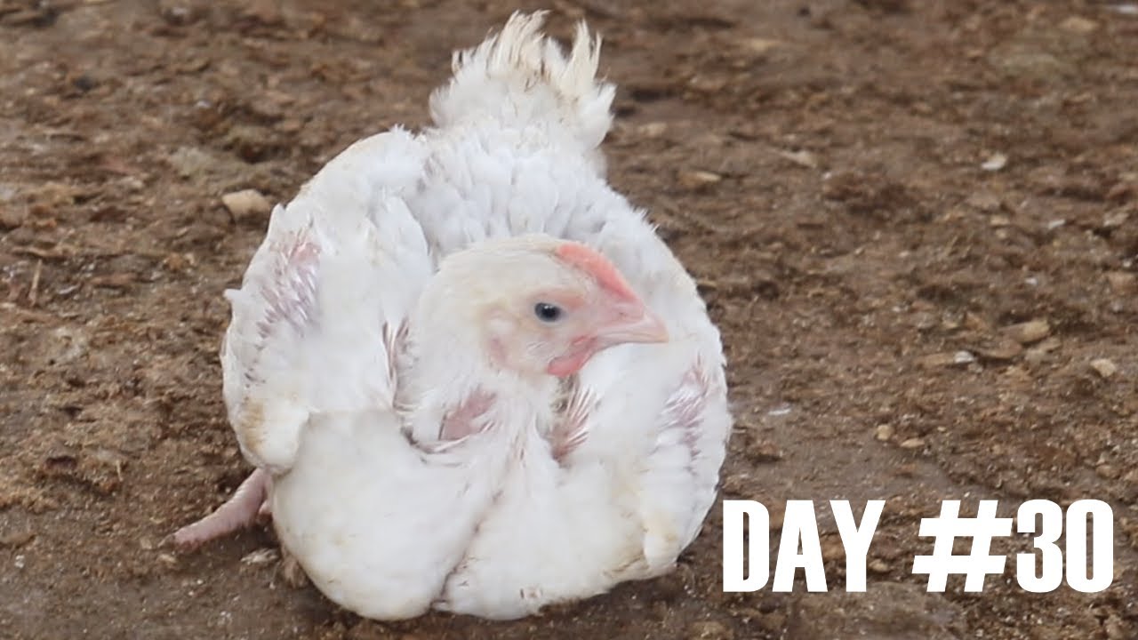 What to expect day 30 of raising cobb 500 breed of broilers - YouTube