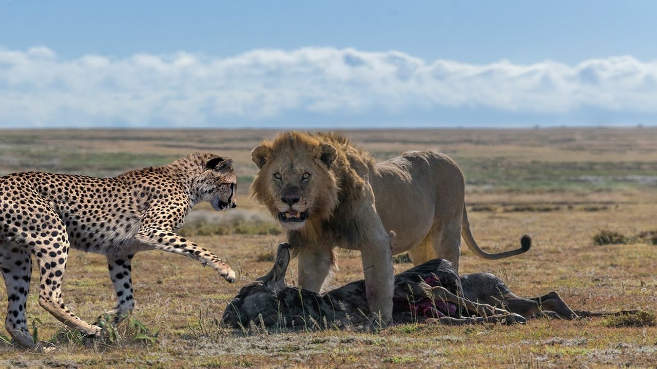 The Speed Of Predatory Assassins - Lion And Cheetah Attacks Wildebeest ...