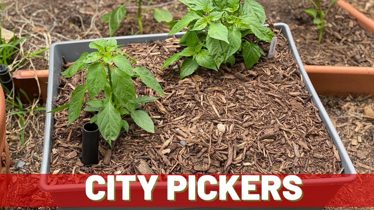 How To Set Up A City Picker Container Garden - YouTube
