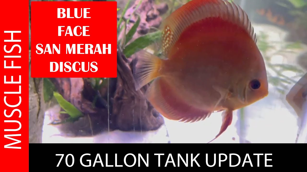 BLUE FACE SAN MERAH DISCUS; PLUS LIVE PLANTS GROWING! - YouTube
