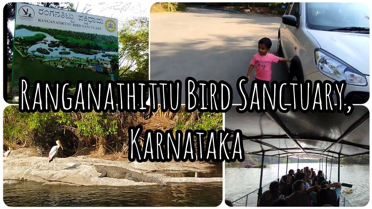 ranganathittu bird sanctuary || full tour || family trip - YouTube