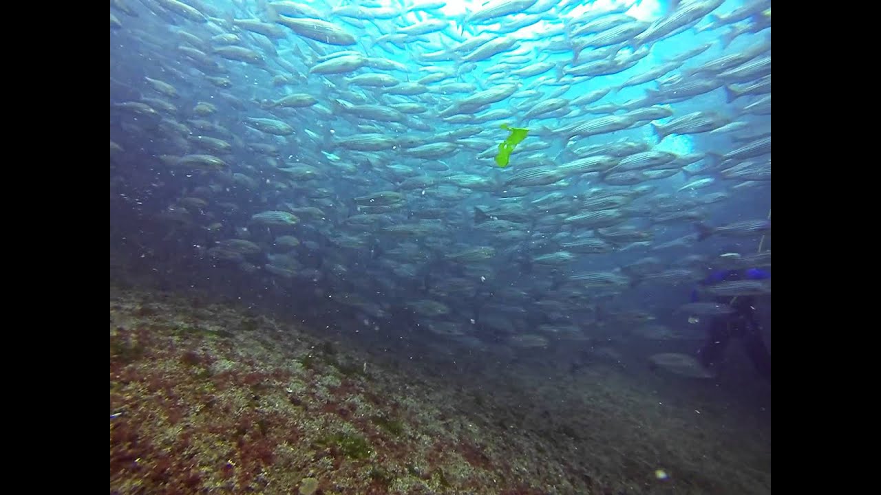 Cultivo de Lobina Rayada - YouTube