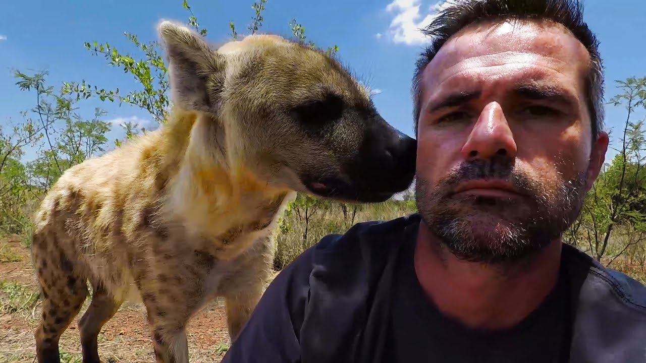 Hello Hyenas! | The Lion Whisperer - YouTube