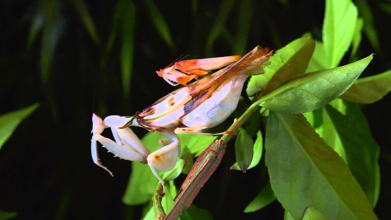 Pairing of Orchid mantis - YouTube