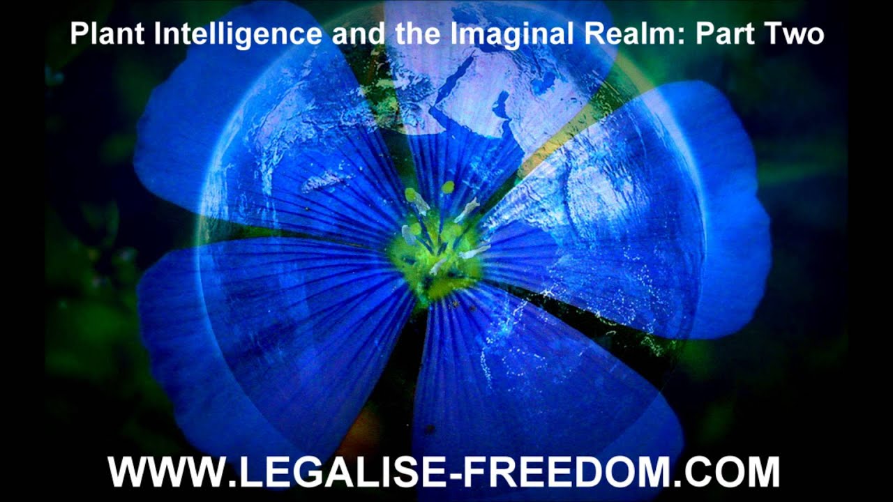 Stephen Buhner Plant Intelligence And The Imaginal Realm Part Two 0185
