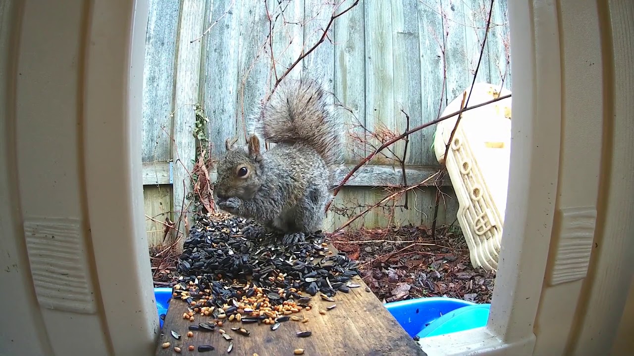 April Squirrels | Video For Pets To Watch - YouTube