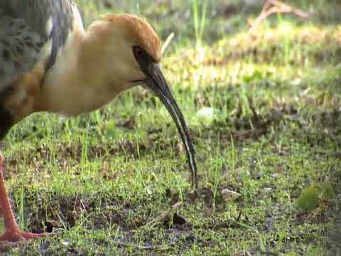 Bandurria Mini Documental - YouTube