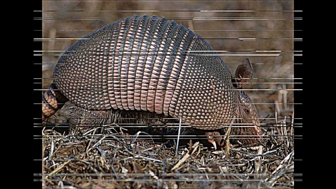 el jerre jerre - YouTube